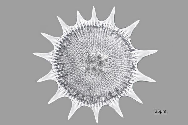 Mikroskopfotografie Bilder & Fotos