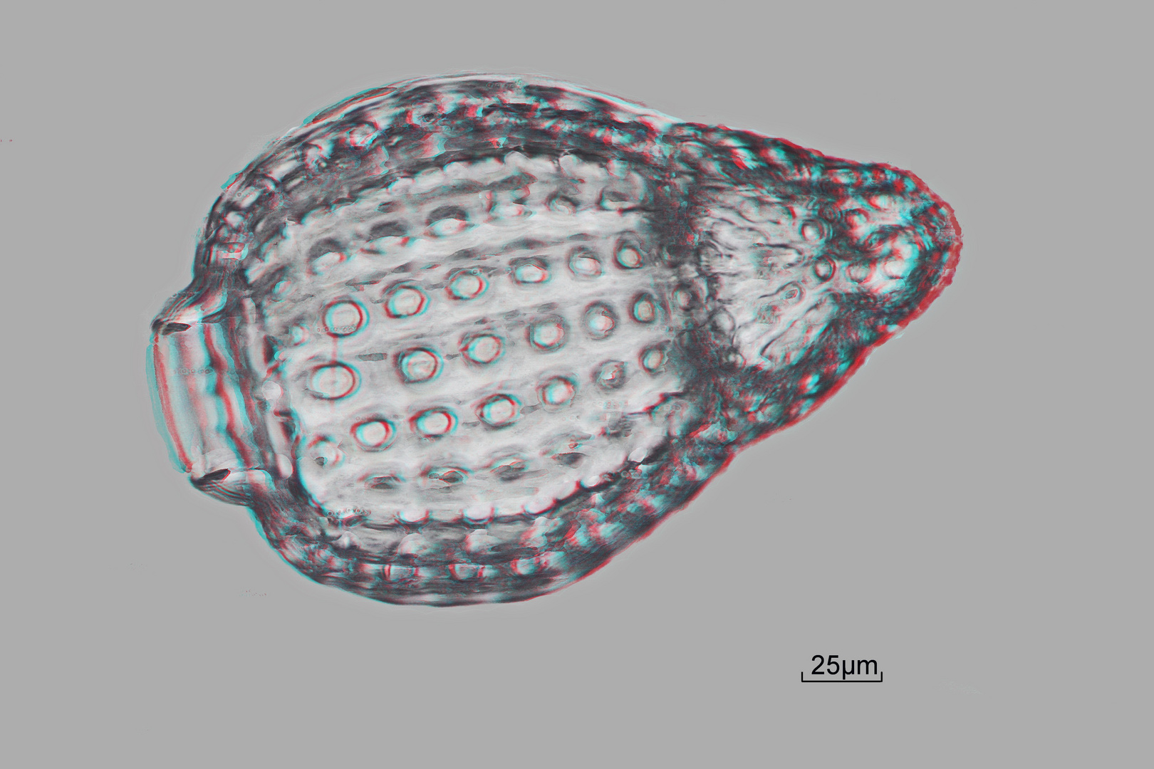 Radiolarie in 3D das 2. Foto & Bild | nah- & makro, stereoskopische ...
