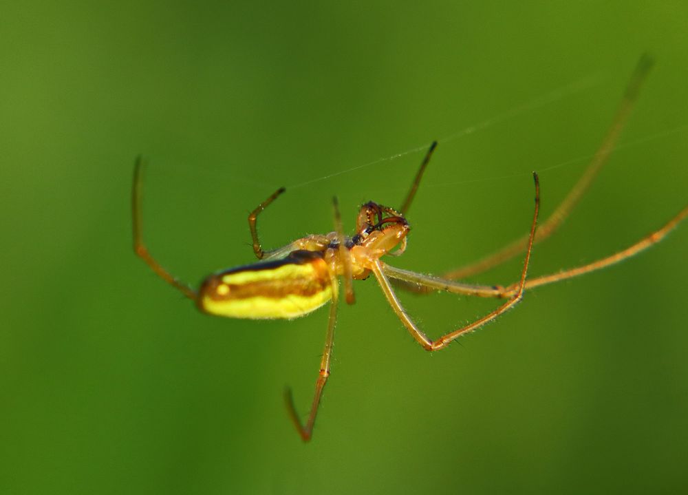 Radnetzspinne Foto & Bild | tiere, wildlife, spinnen Bilder auf ...