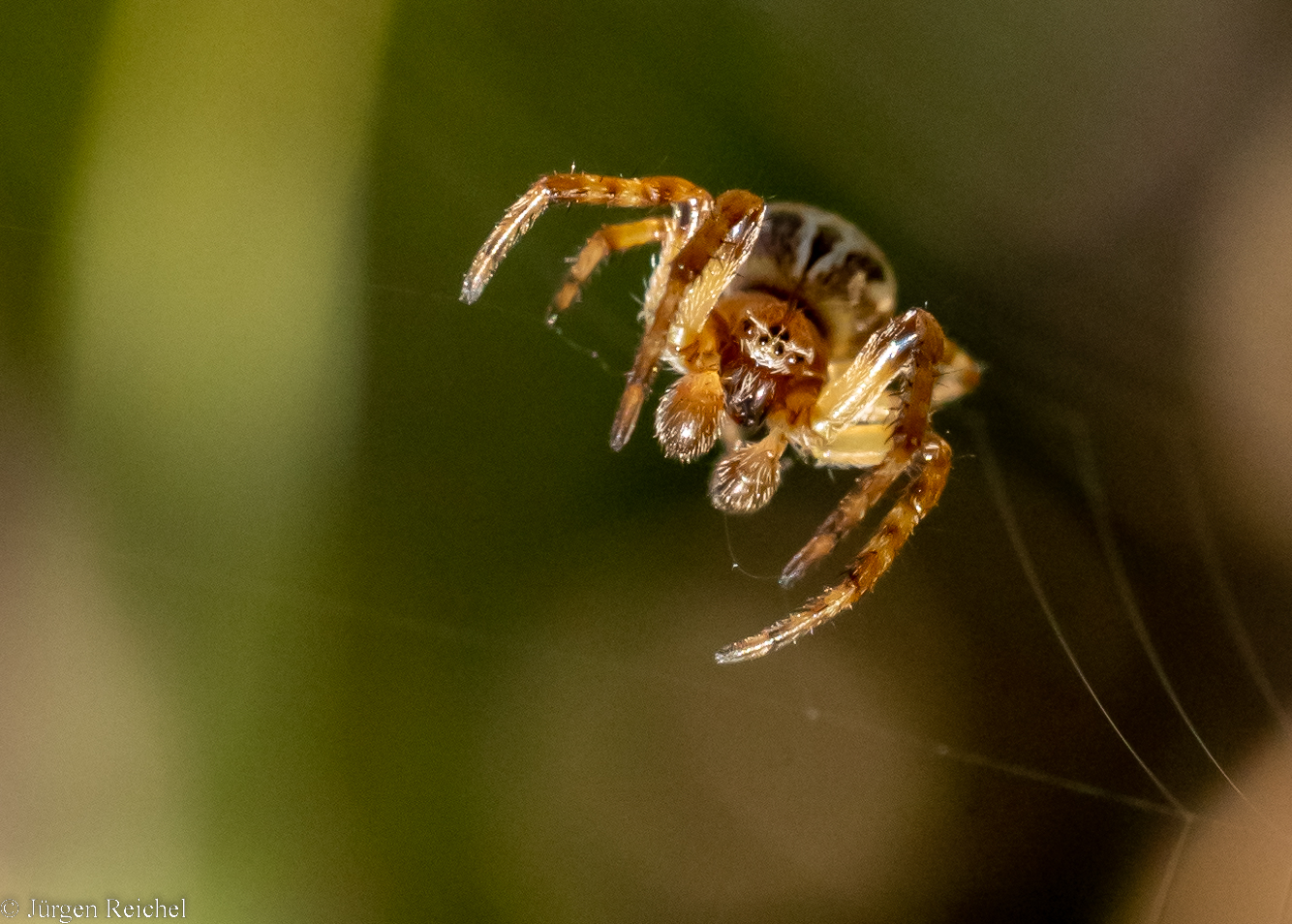 Radnetzspinne Foto & Bild | tiere, wildlife, spinnen Bilder auf ...