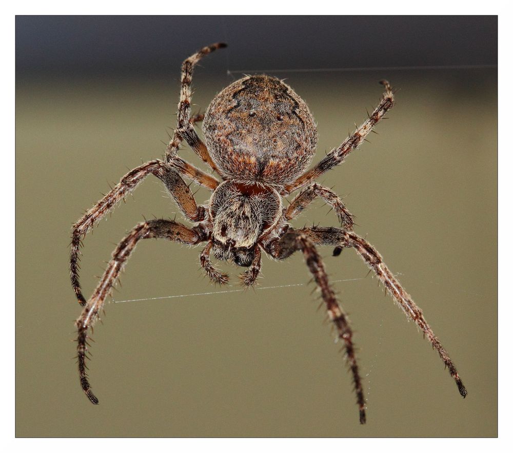 Radnetzspinne Foto & Bild | tiere, wildlife, spinnen Bilder auf ...