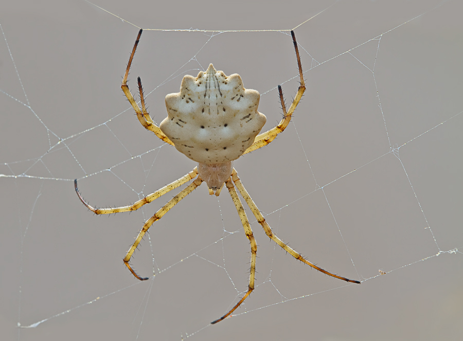 Radnetzspinne .. Foto & Bild | tiere, wildlife, spinnen Bilder auf ...