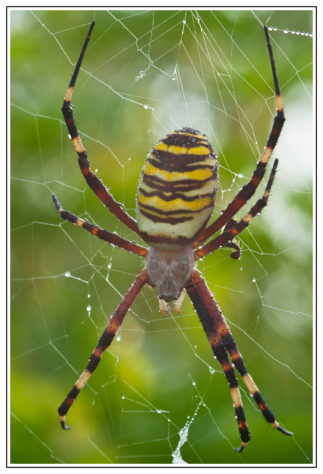 Radnetzspinne am Morgen Foto & Bild | tiere, wildlife, spinnen Bilder ...
