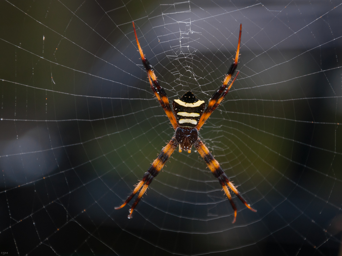 Radnetzspinne Foto & Bild | world, natur, tiere Bilder auf fotocommunity