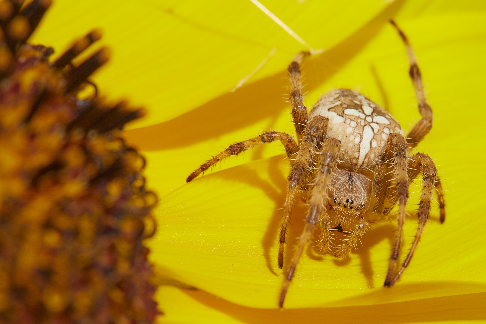 Radnetzspinne................ Foto & Bild | tiere, natur-makros, natur ...