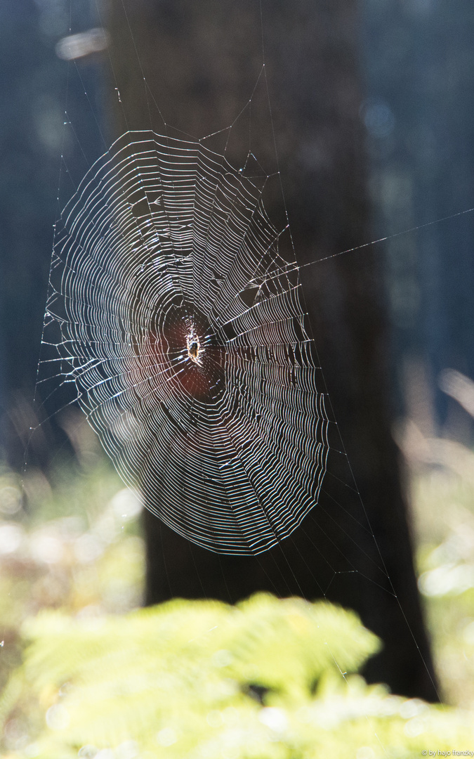 Radnetzspinne-P9090005 Foto & Bild | tiere, wildlife, spinnen Bilder ...