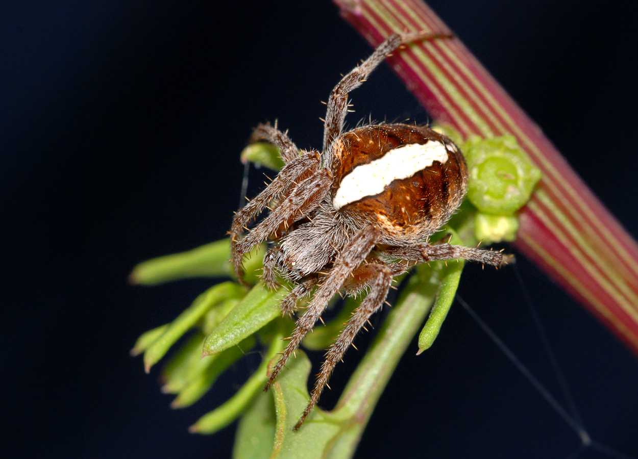 Radnetzspinne sp. Foto & Bild | tiere, wildlife, spinnen Bilder auf ...