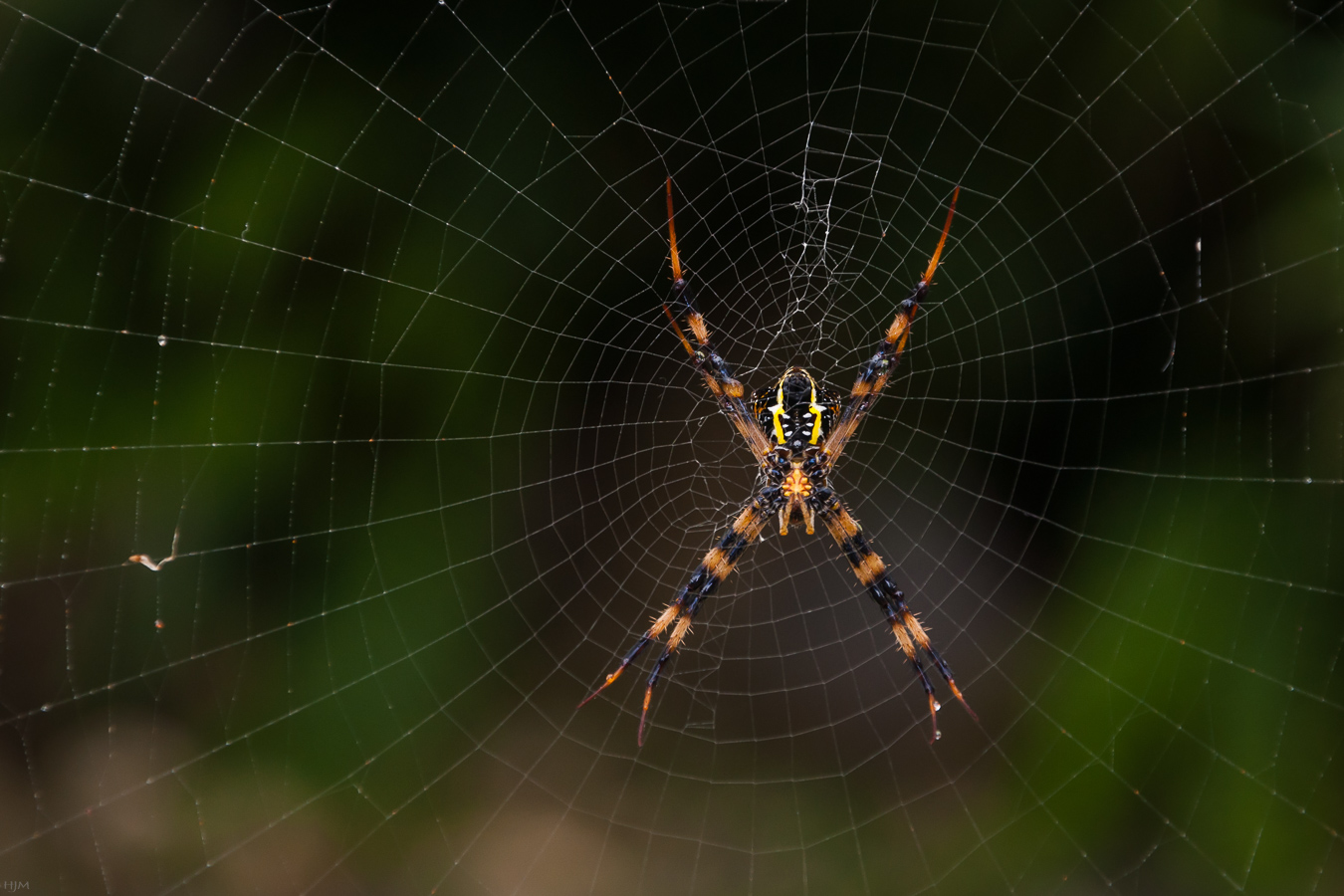 Radnetzspinne von unten Foto & Bild | world, natur, echte radnetzspinne ...
