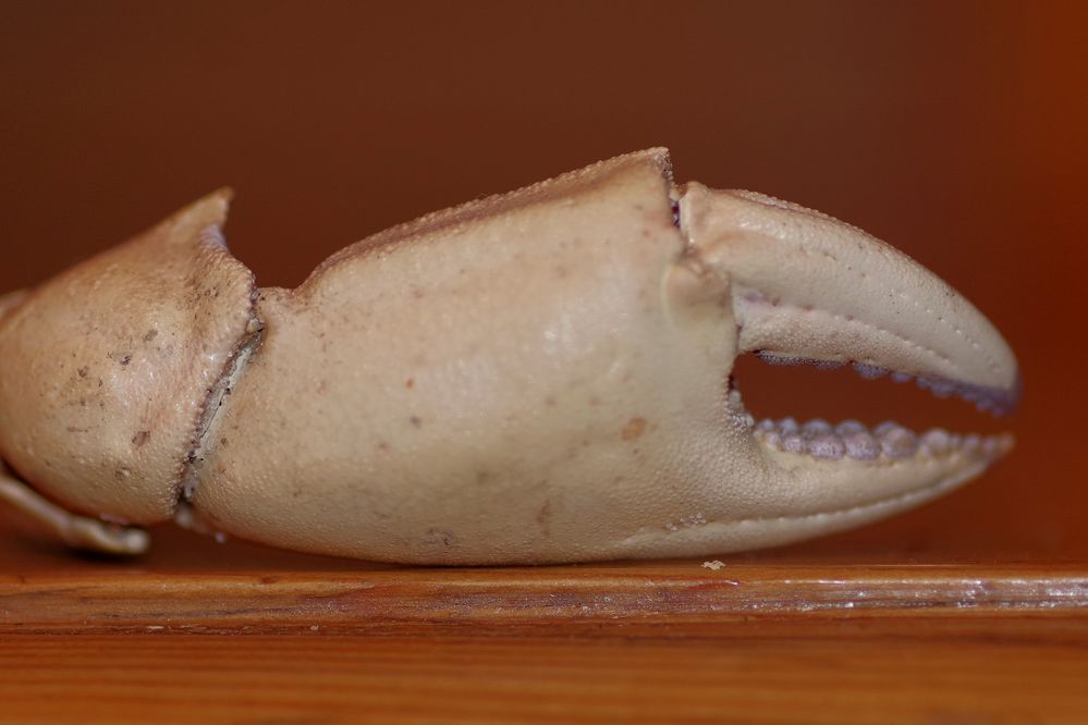 Rätsel - Lösung Foto & Bild | spezial, natur, rätsel Bilder auf ...