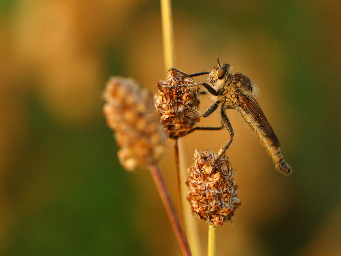 Räuber Foto & Bild | makro, natur, macro Bilder auf fotocommunity