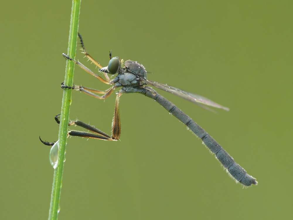 Räuber Foto & Bild | tiere, wildlife, insekten Bilder auf fotocommunity