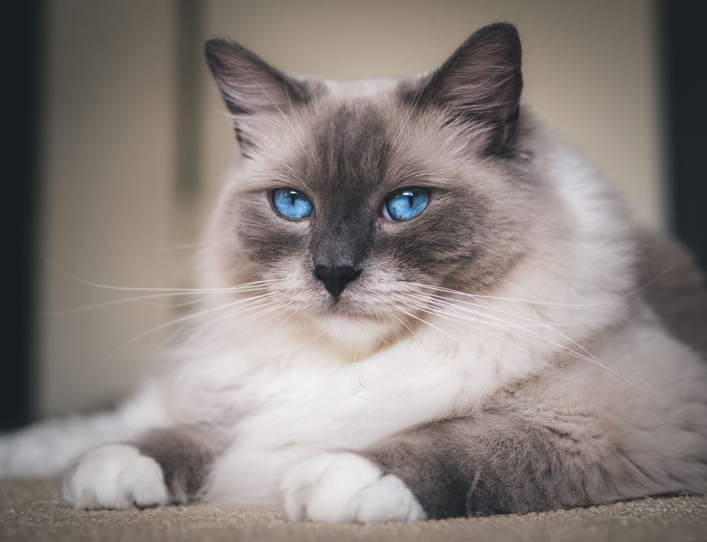 Ragdoll Foto & Bild | ragdolls, katzen, tiere Bilder auf fotocommunity