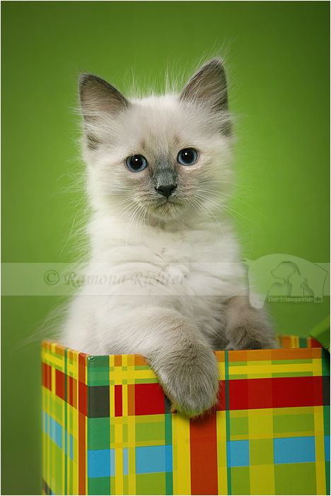 Ragdoll Baby Foto & Bild | tiere, haustiere, katzen Bilder auf ...