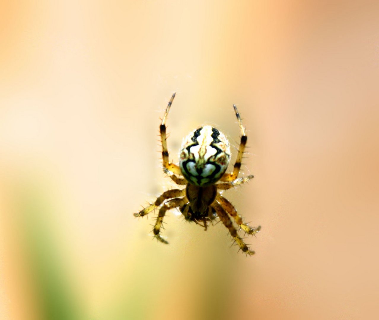 Ragno Foto % Immagini| macro e close up, macro di insetti, natura Foto ...