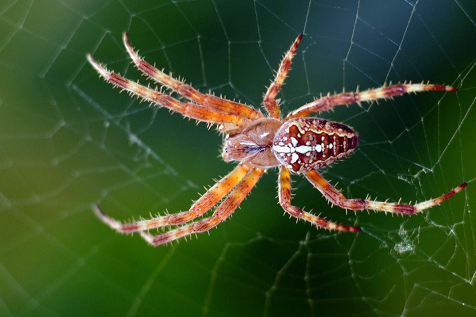 ragno crociato2 Foto % Immagini| macro e close up, macro di insetti ...