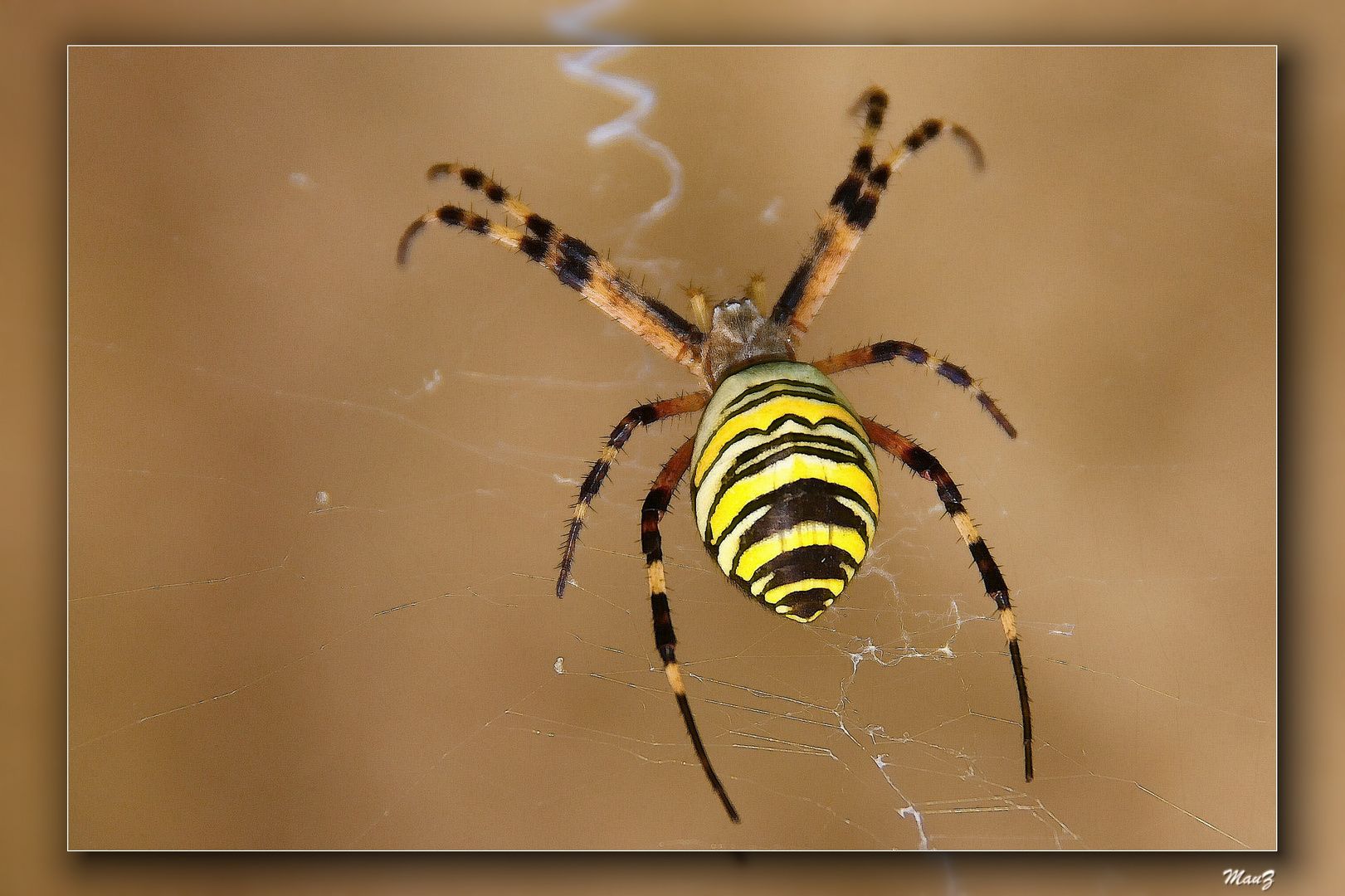 .. Ragno Tigre... Foto % Immagini| macro e close up, macro di insetti ...