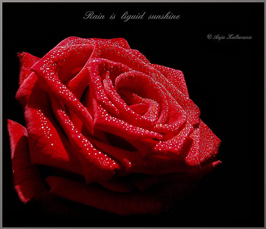 Rain is liguid sunshine Foto & Bild | natur-kreativ, aufnahmetechniken ...
