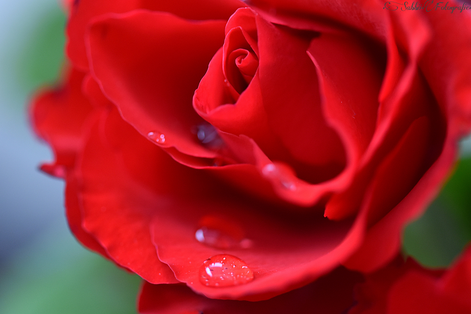 •Raindrop Rosé 2.0• Foto & Bild | nah- & makro, pflanzen, pilze & flechten, blüten ...