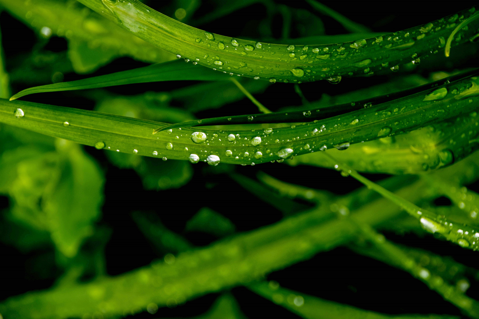 raindrops Foto & Bild | regen, natur, wetter Bilder auf fotocommunity