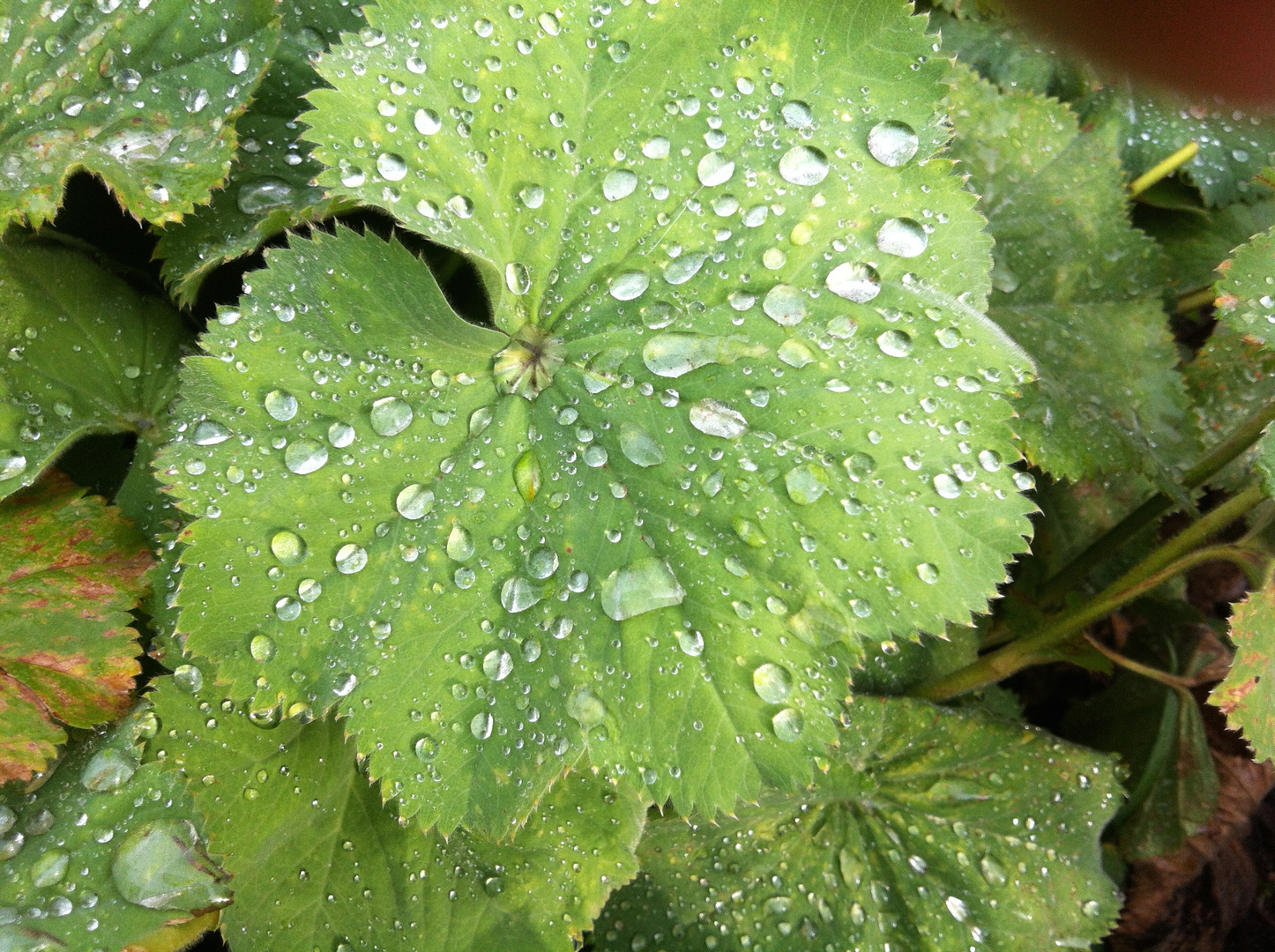 Raindrops Foto & Bild | divers, sujets, nature Bilder auf fotocommunity