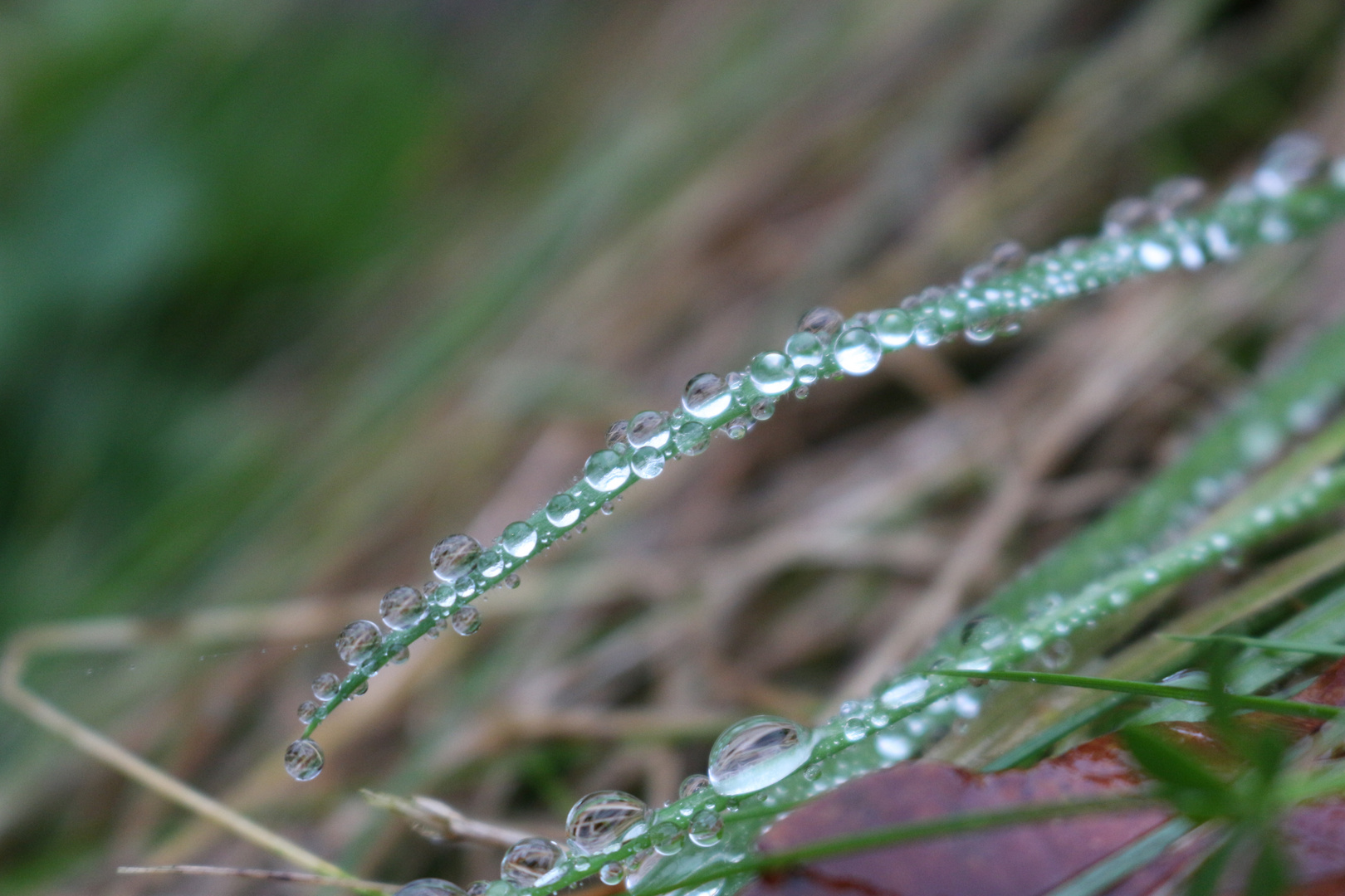 Raindrops Foto & Bild | pflanzen, pilze & flechten, sonstiges, wasser ...