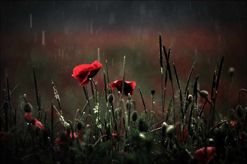Raindrops keep falling.... Foto & Bild | rot, mohnfelder, sommer Bilder ...