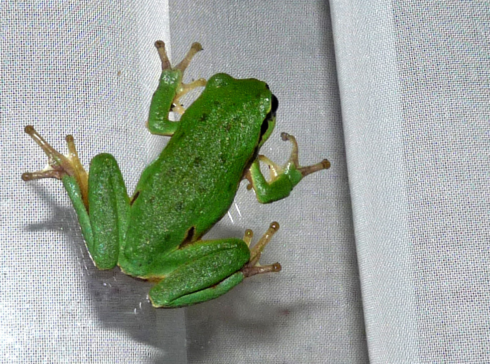 Rainette arboricole. photo et image | nature, animaux, grenouilles ...