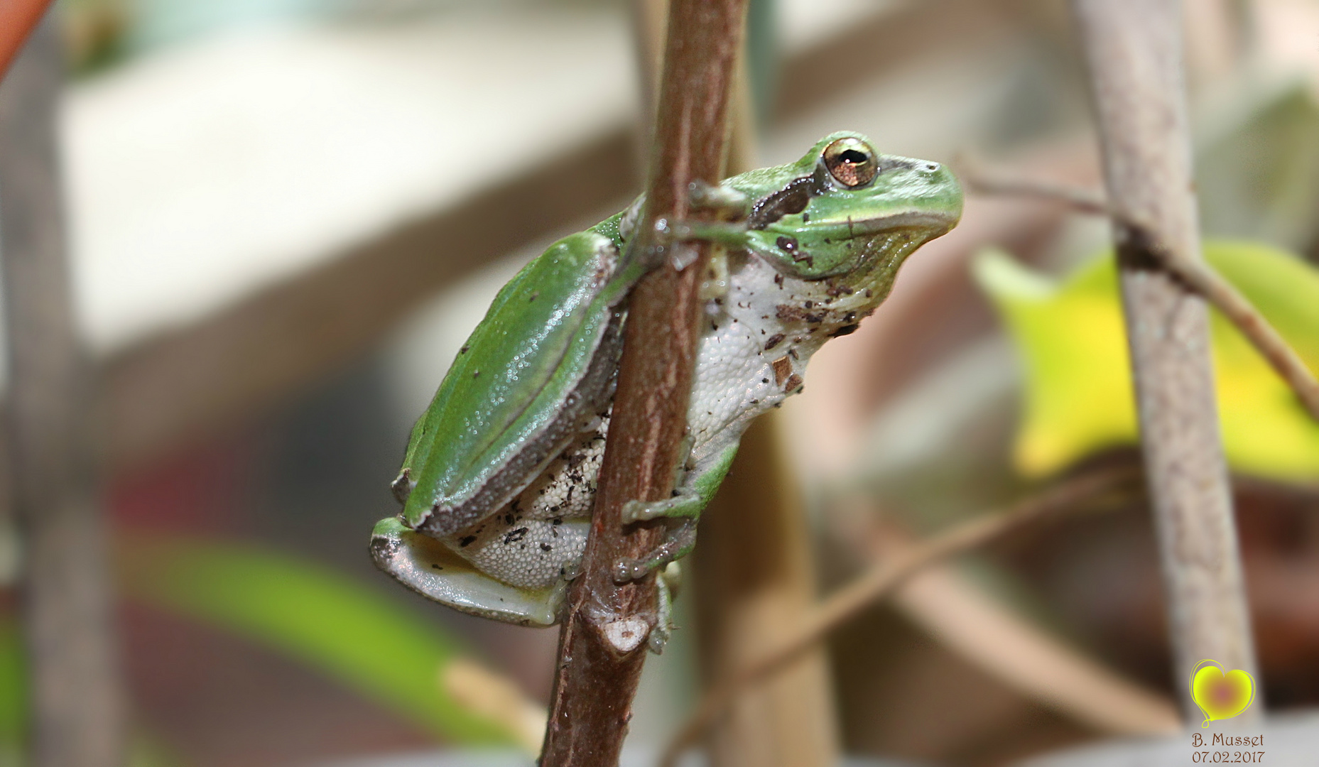 Rainette photo et image | animaux, animal, vert Images fotocommunity