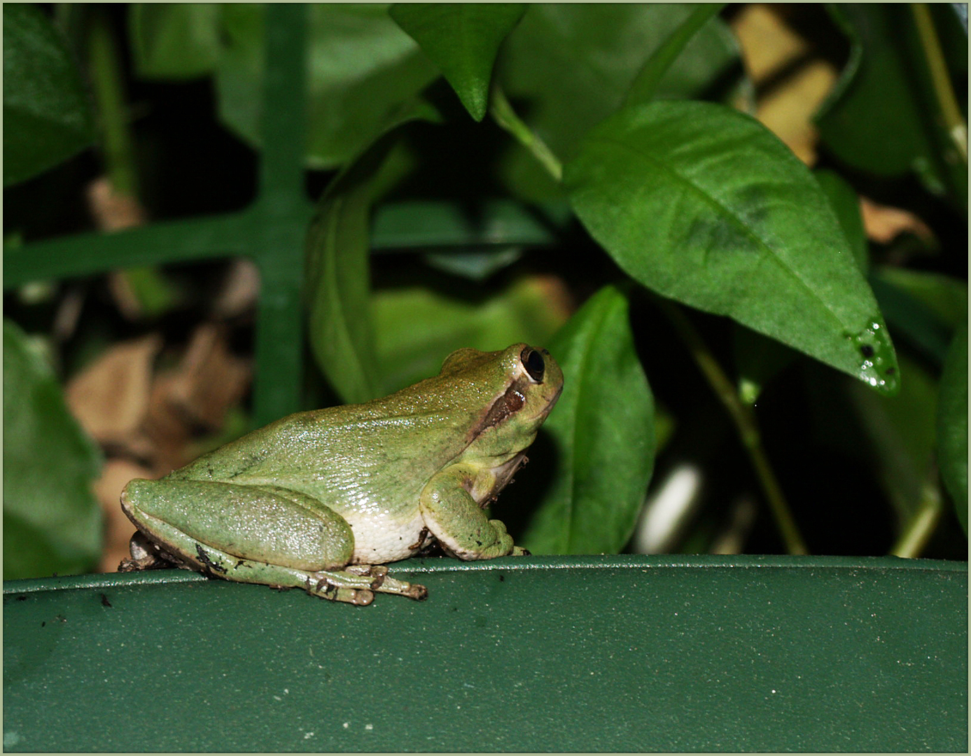 Rainette verte dans le jardin -- Hyla arborea photo et image | animaux ...