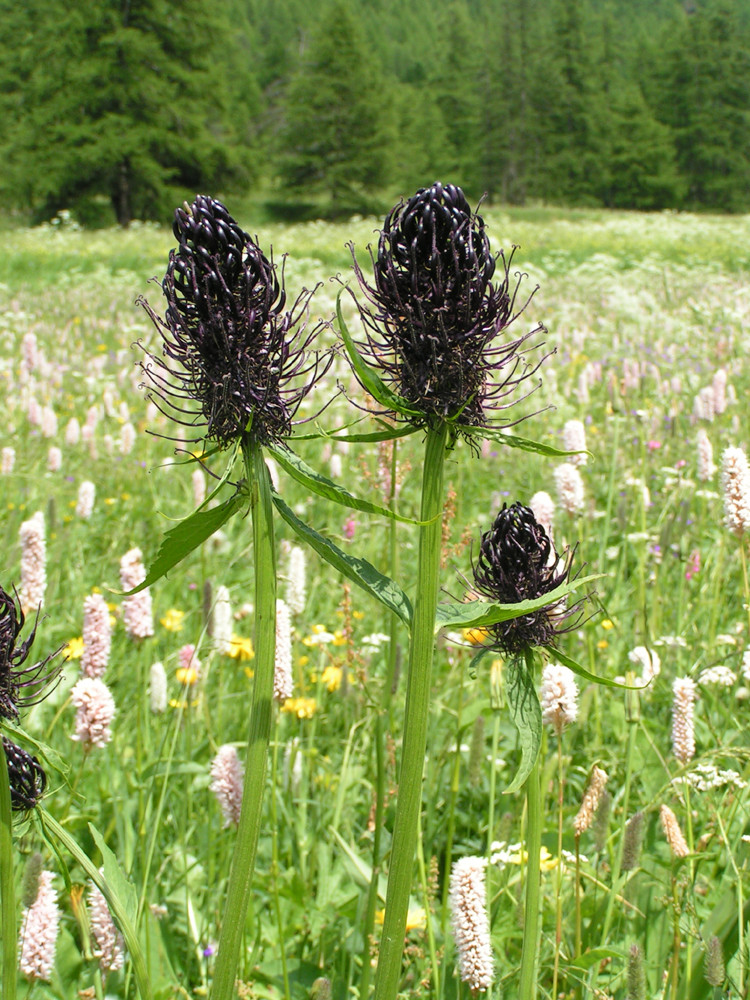 Raiponce photo et image | macro nature, macro orchidées sauvages ...