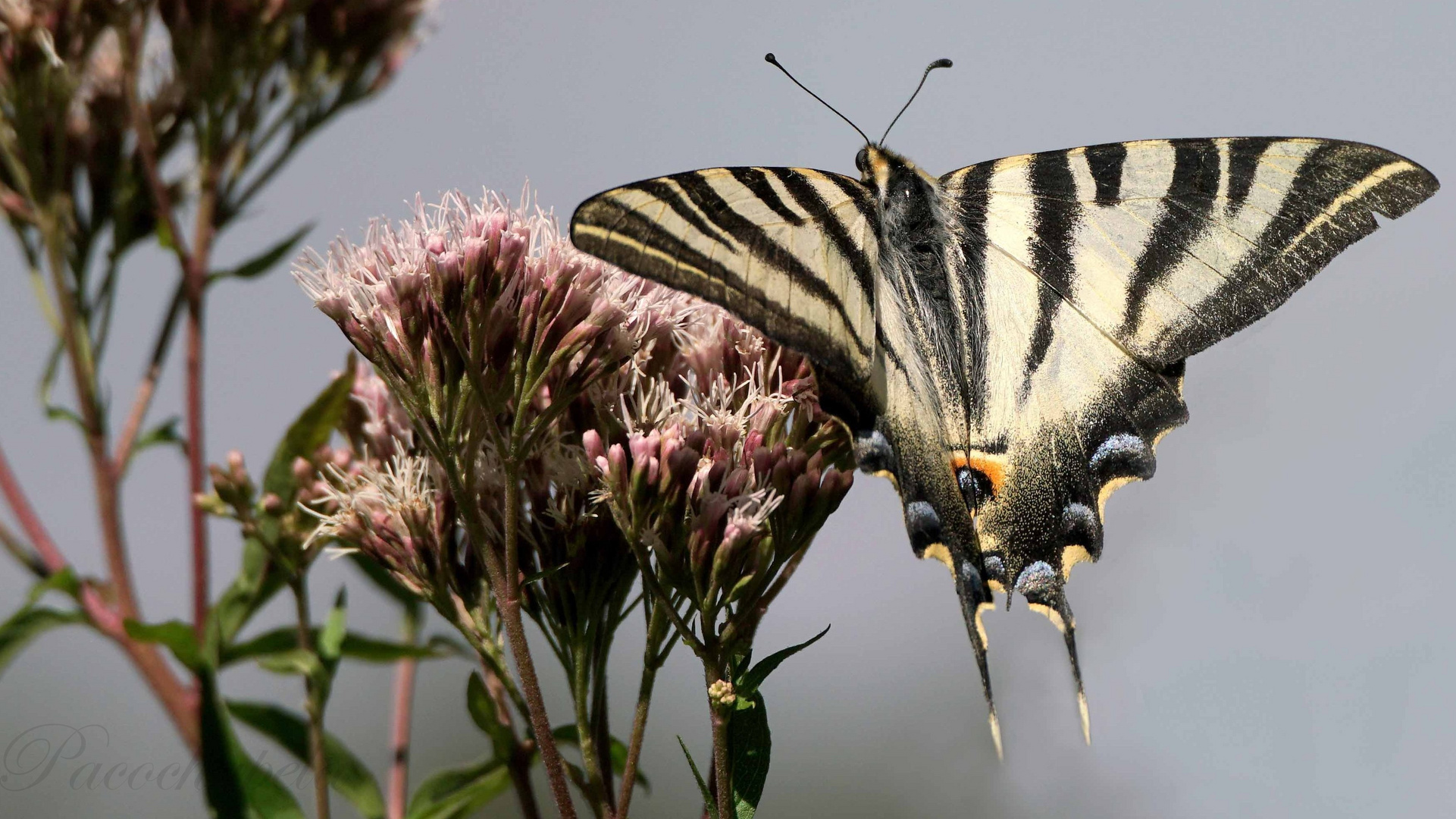 Rallas Imagen & Foto | animales, invertebrados , insectos Fotos de ...