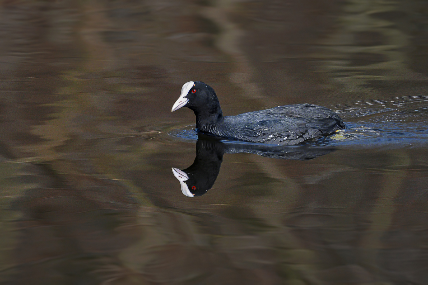 Ralle Foto & Bild | deutschland, europe, nordrhein- westfalen Bilder ...