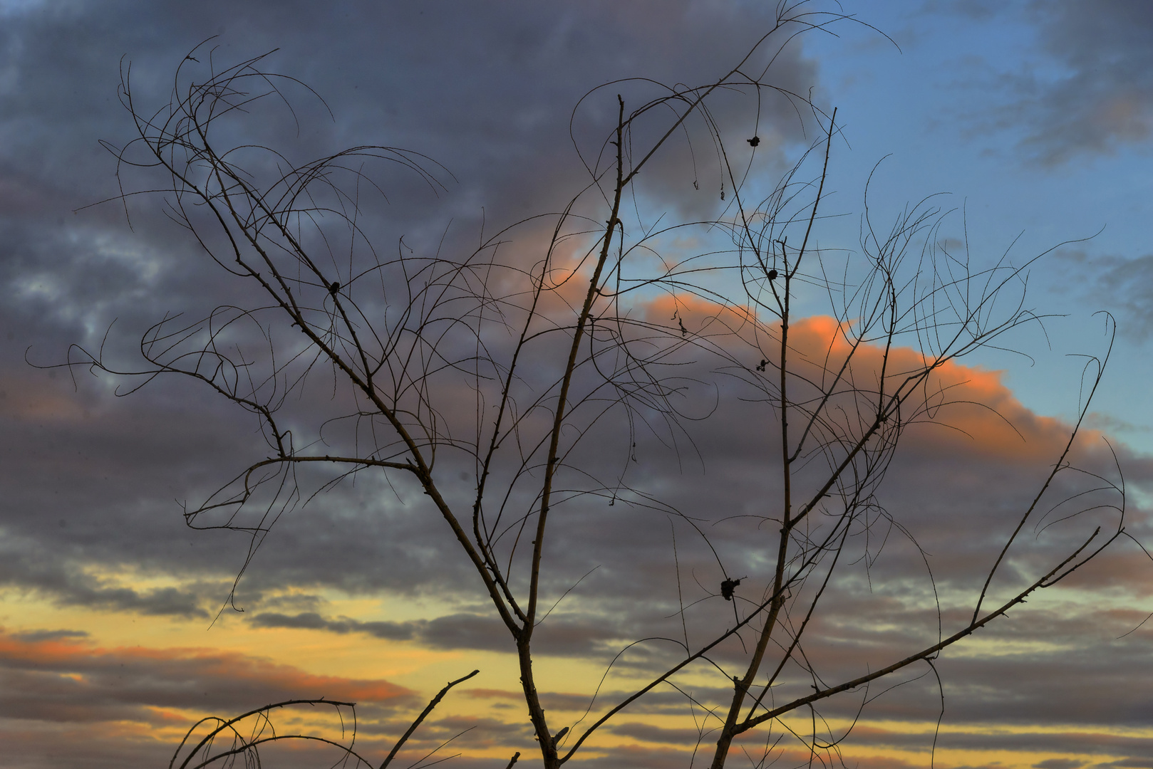 RAMA SECA Imagen & Foto | abstracto, rio guadalquivir., motivos Fotos ...