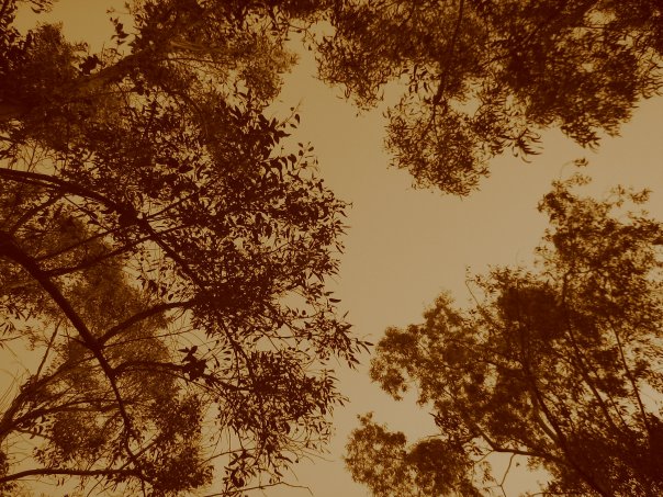 Ramas Imagen & Foto | naturaleza, plantas Fotos de fotocommunity