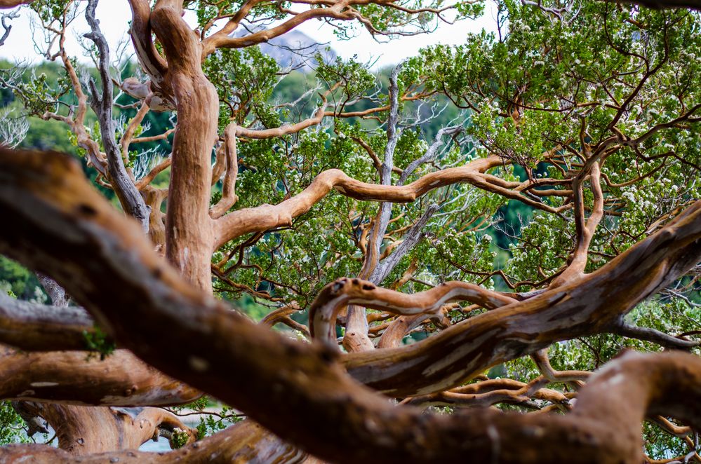 Ramas de Arrayan... Imagen & Foto | plantas, Árboles, naturaleza Fotos ...
