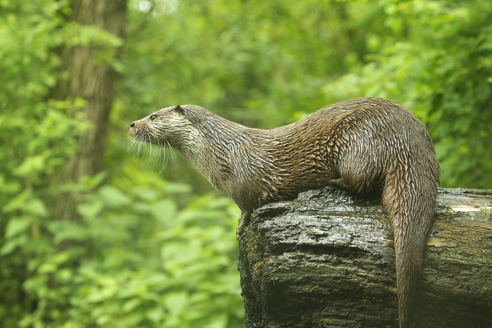 Rambo oder Zambo Foto & Bild | tiere, zoo, wildpark & falknerei ...