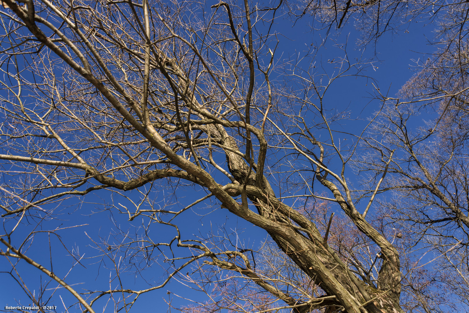 Rami Foto % Immagini| piante, fiori e funghi, macro e close up, 2018 ...