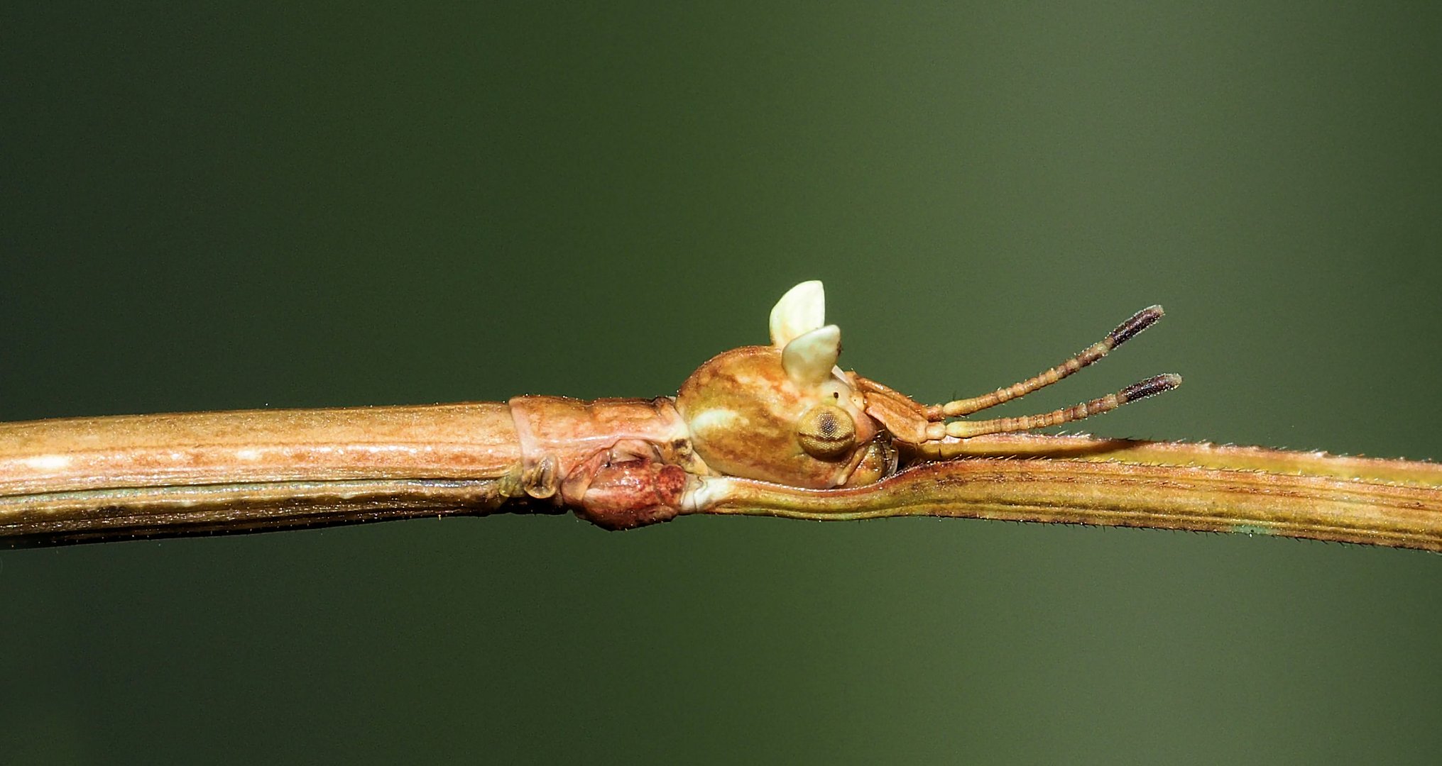 Ramulus nematodes blue Foto & Bild | fotos, natur, tiere Bilder auf ...