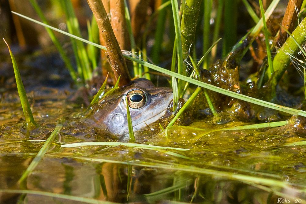 Rana arvalis Foto & Bild | tiere, wildlife, amphibien & reptilien ...