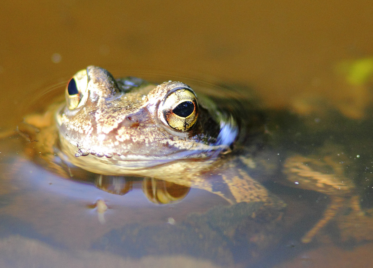 Rana Imagen & Foto | rana, anfibio, el mundo de los anim Fotos de ...