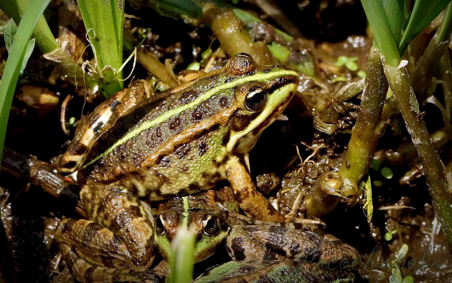 Ranas Imagen & Foto | animales, reptiles , animales varios Fotos de ...