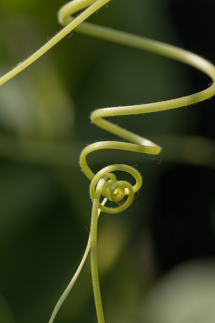 Ranke Foto & Bild | natur-kreativ, makros, insel reichenau Bilder auf ...