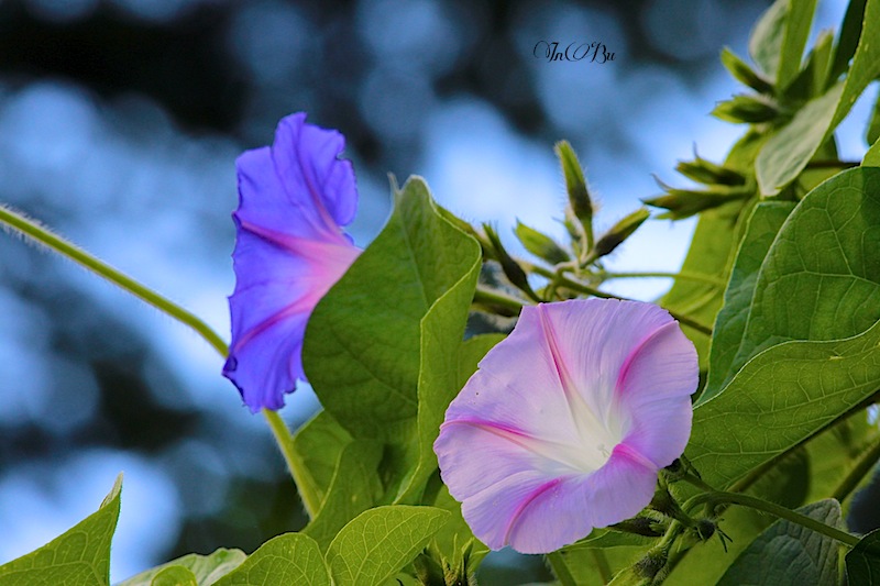 Ranken Foto & Bild | pflanzen, pilze & flechten, blüten ...