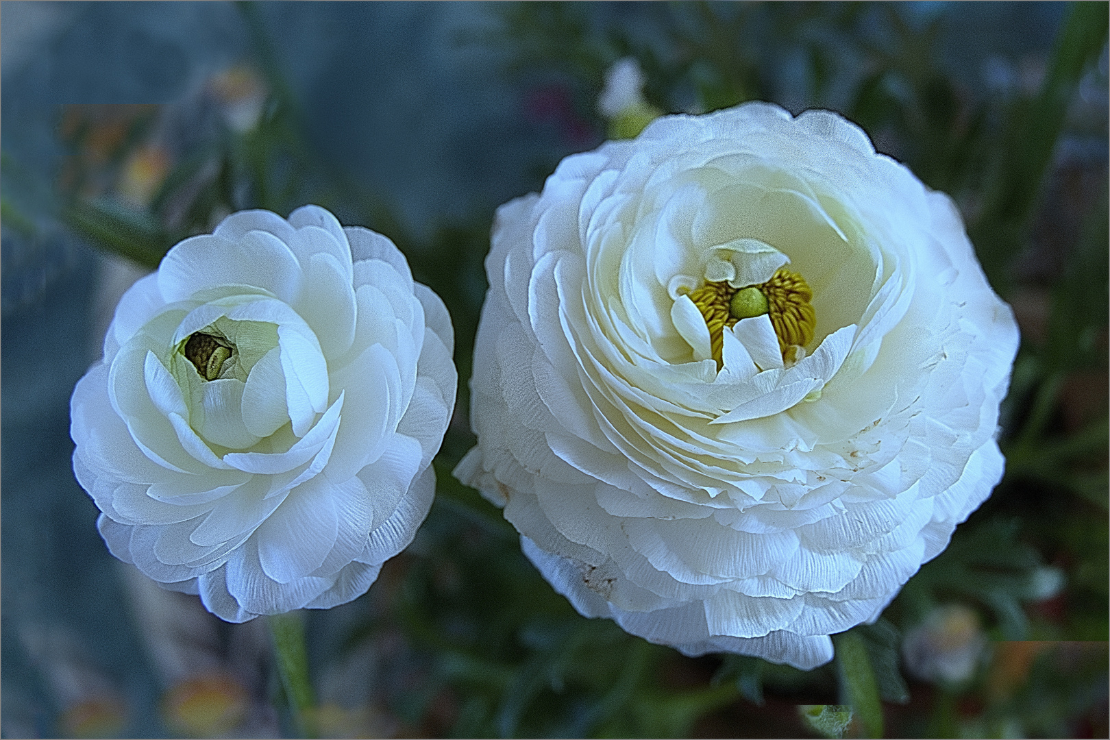 Ranuncula Foto & Bild | macro , fotos, spezial Bilder auf fotocommunity