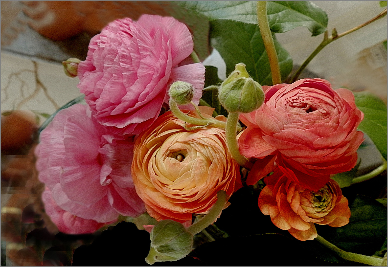 Ranuncula III Foto & Bild | blumen , fotos, spezial Bilder auf ...