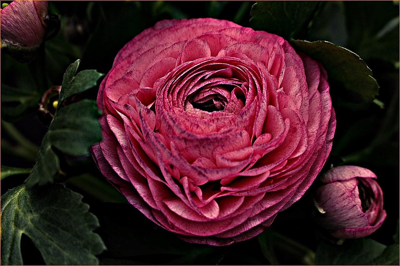 " Ranunkel " Foto & Bild | makro, frühling, jahreszeit Bilder auf ...