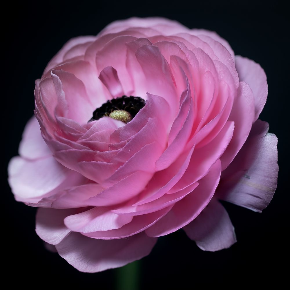 Ranunkel-1 im Quadrat Foto & Bild | makro, natur, blume Bilder auf ...