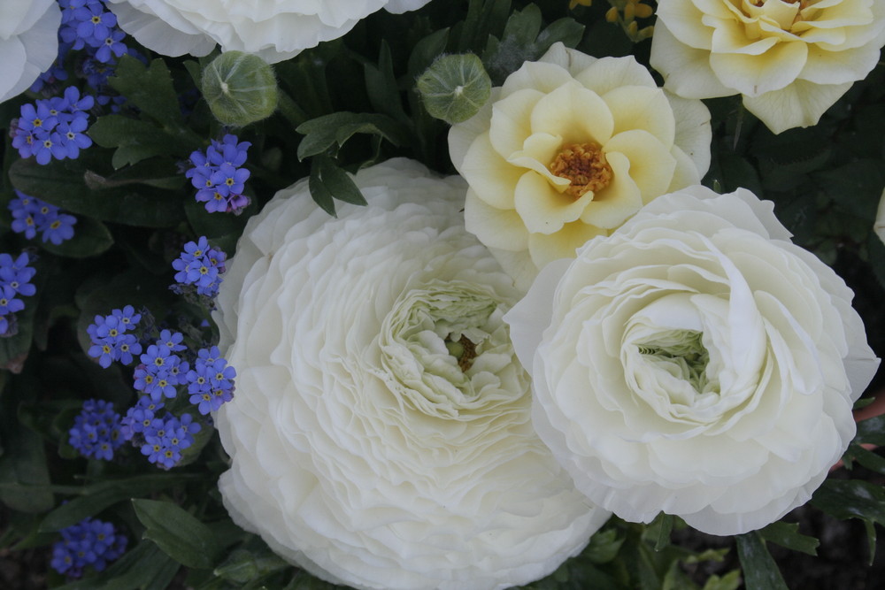 Ranunkel Foto & Bild | pflanzen, pilze & flechten, blüten ...