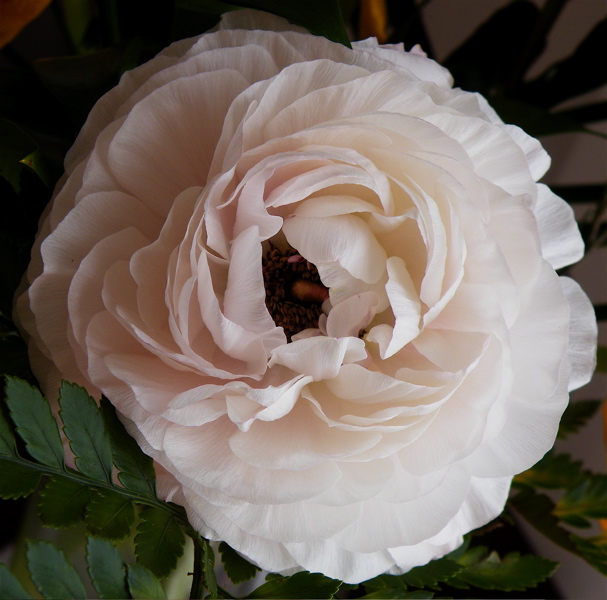 Ranunkel Foto & Bild | pflanzen, pilze & flechten, blüten ...