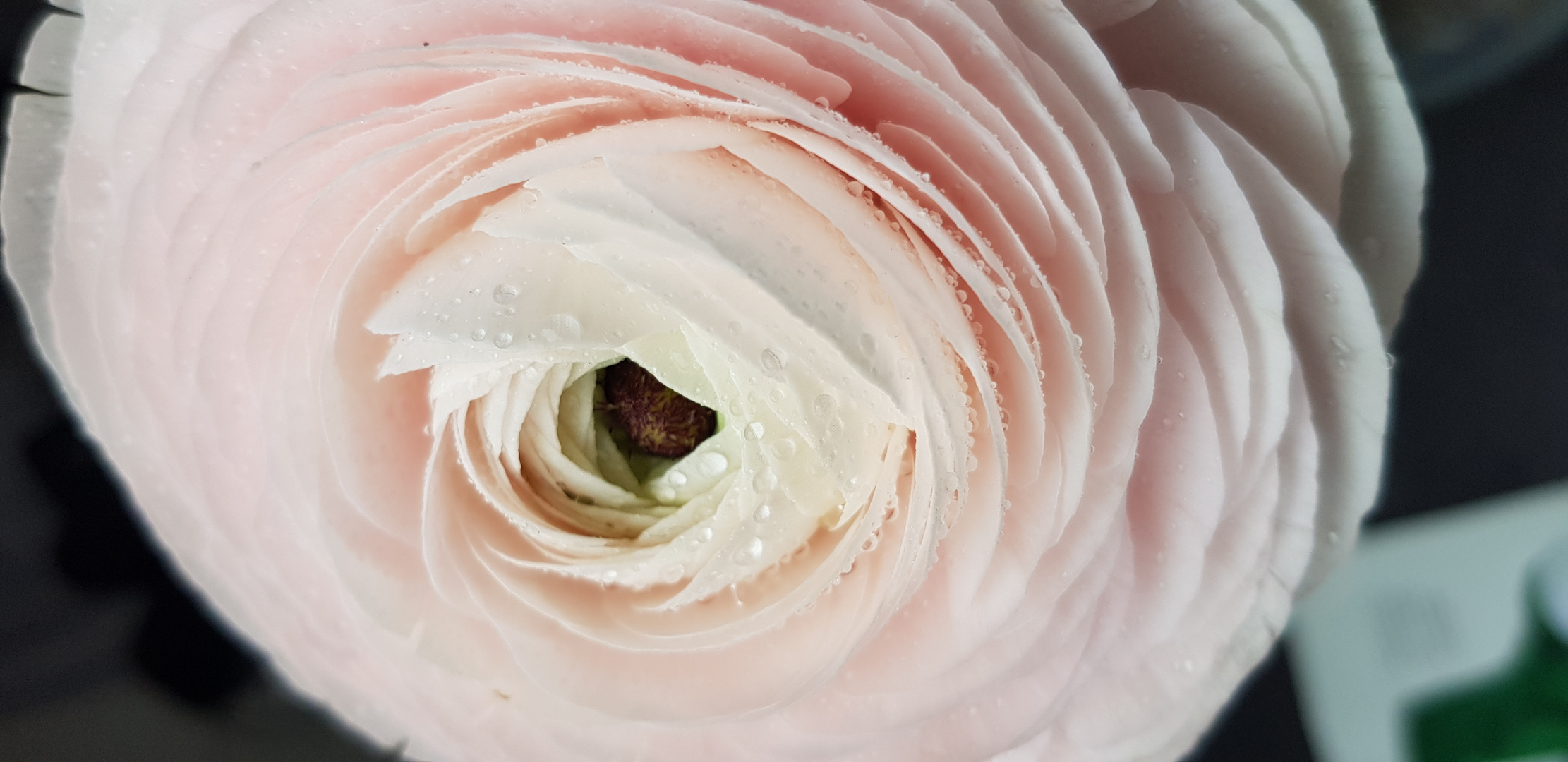 Ranunkel Foto & Bild | natur, blume, pflanzen Bilder auf fotocommunity